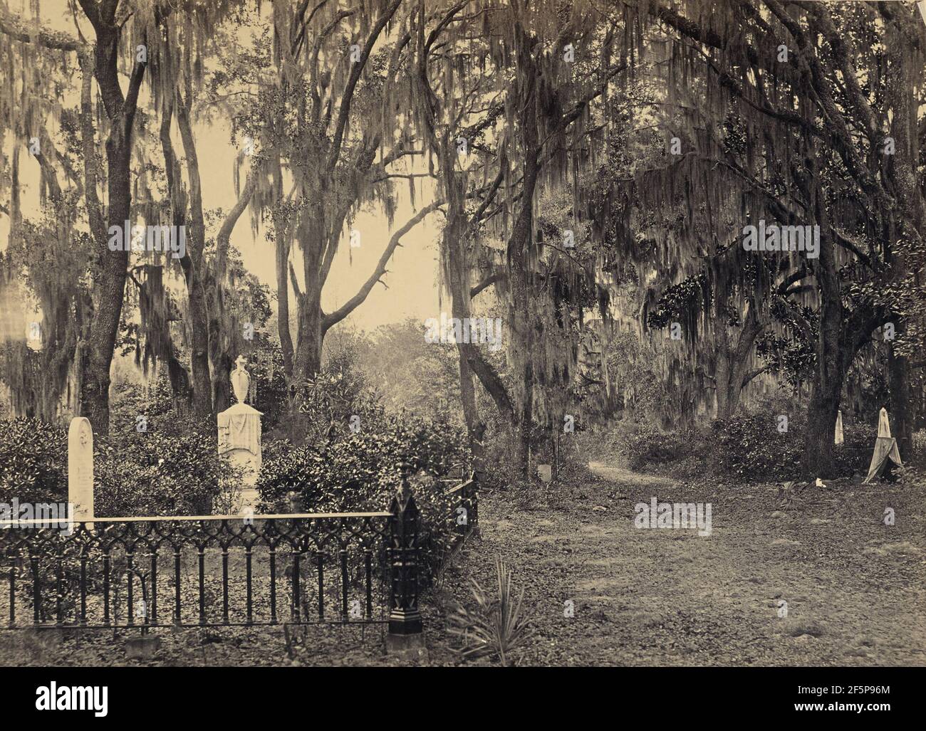 Buen ventura savannah hi-res stock photography and images - Alamy
