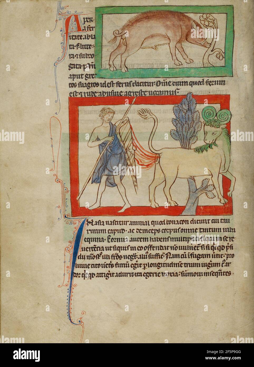 Bonnacon hi-res stock photography and images - Alamy