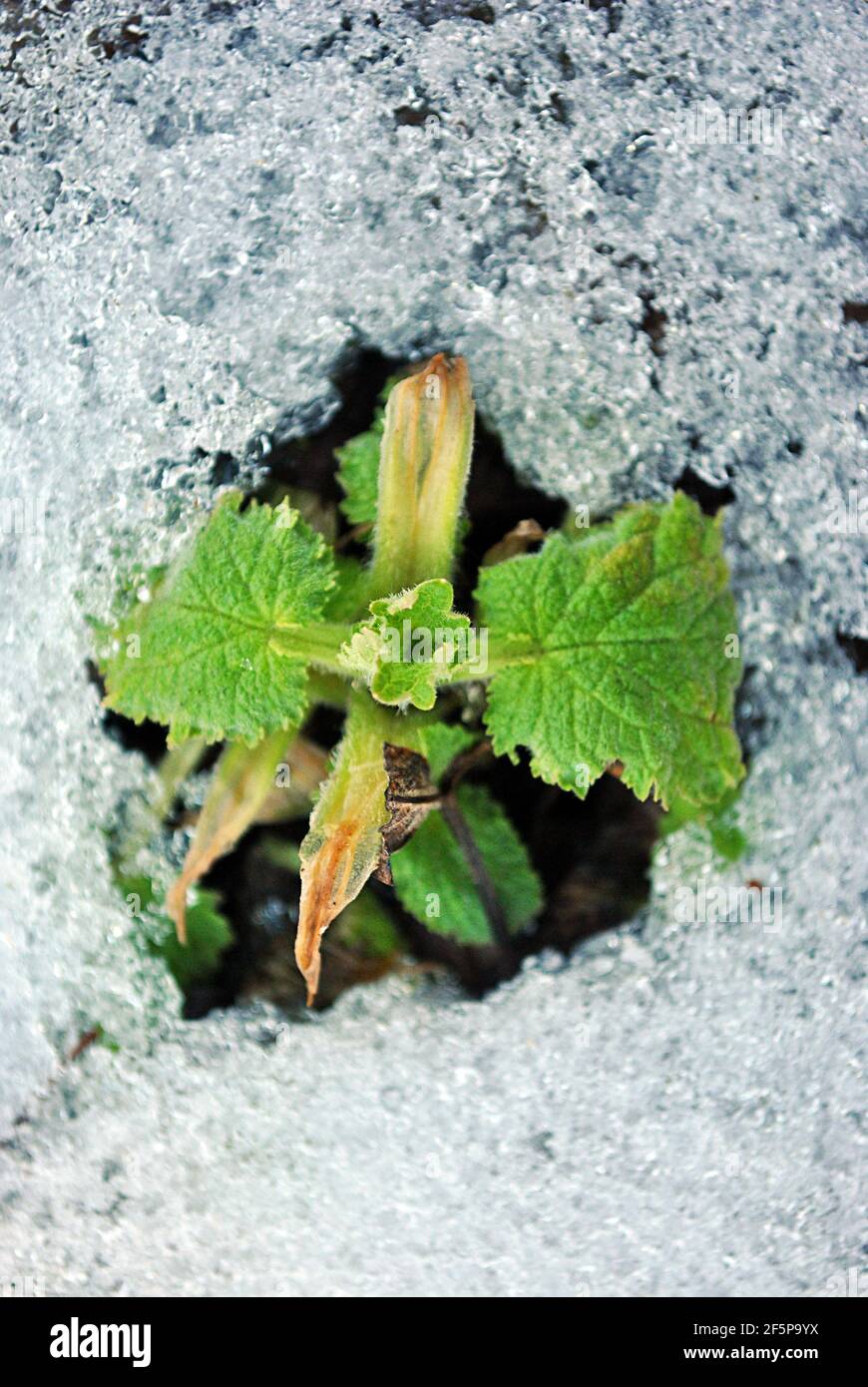 Frozen spring first growing hi-res stock photography and images - Alamy