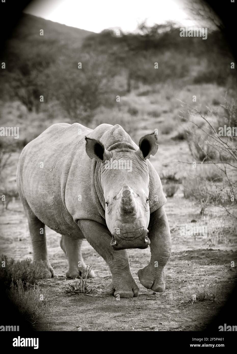 Angry rhino hi-res stock photography and images - Alamy