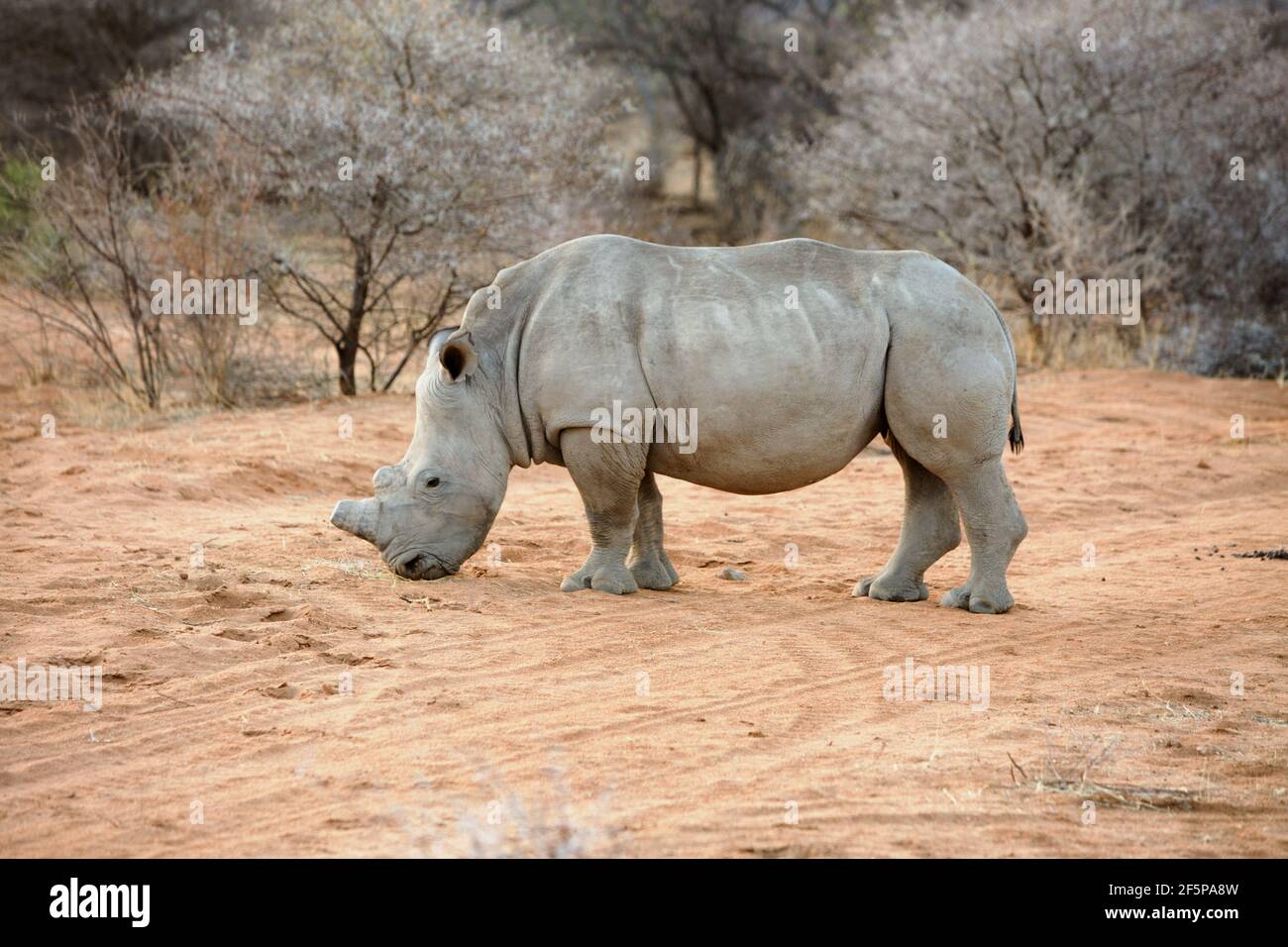 White Rhinoceros standing in the dry dusty African Bush in Etosha ...