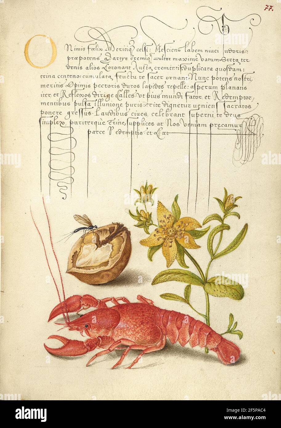 English crayfish hi-res stock photography and images - Alamy