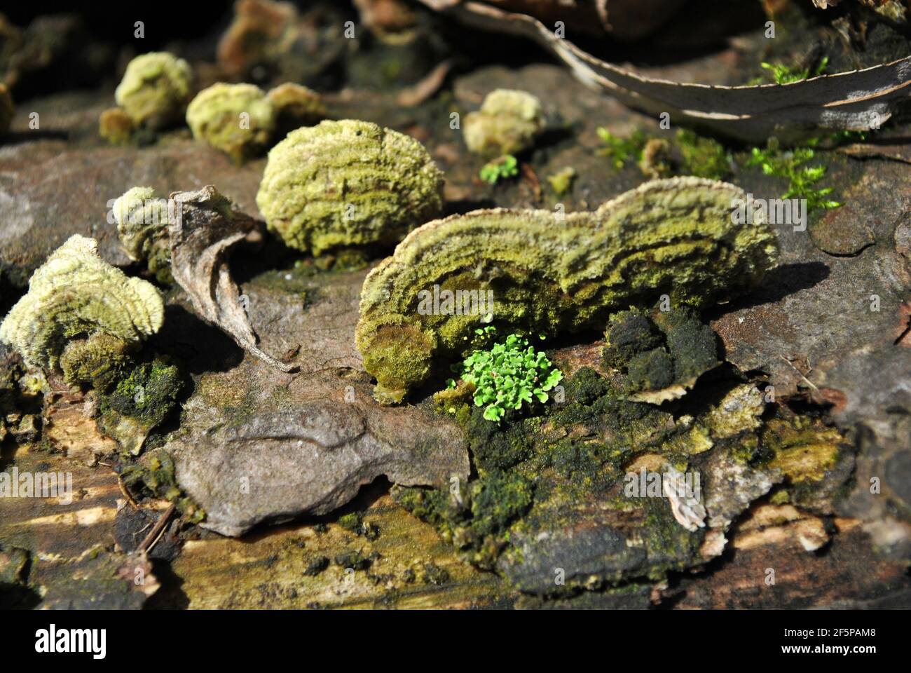 Close-up mushroom with fluted wavy gray-green head texture tree trunk ...