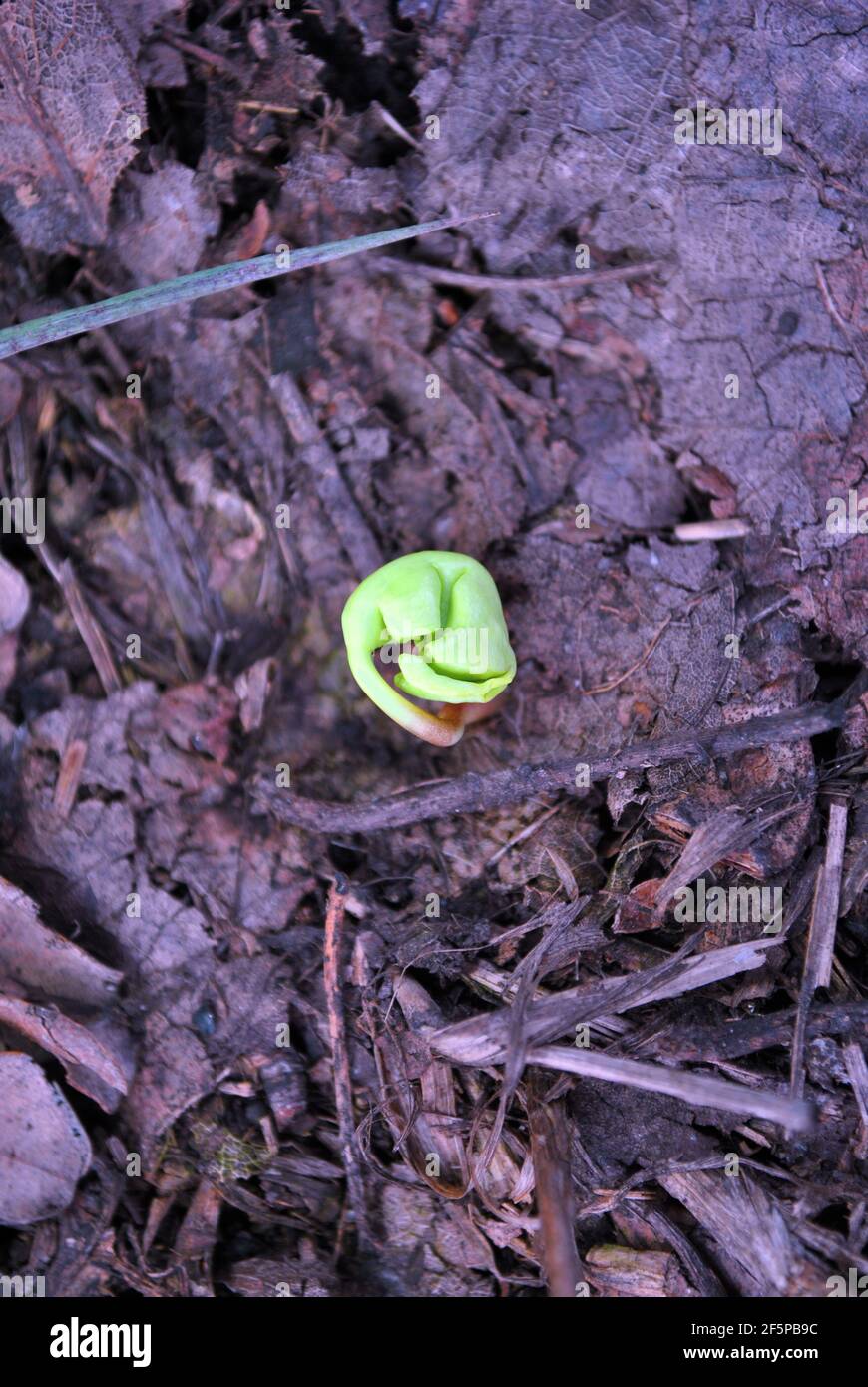 Silver maple tree new sprout growing in ground in forest, top view ...