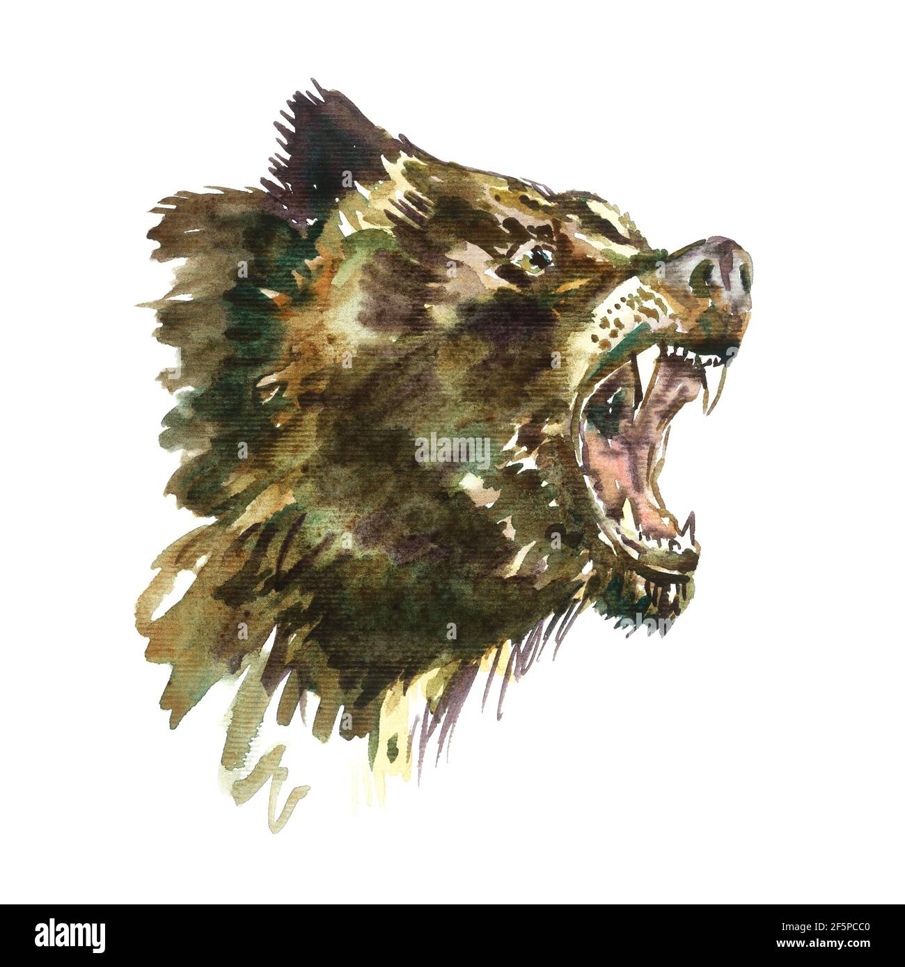 Bear Roaring Side Drawing