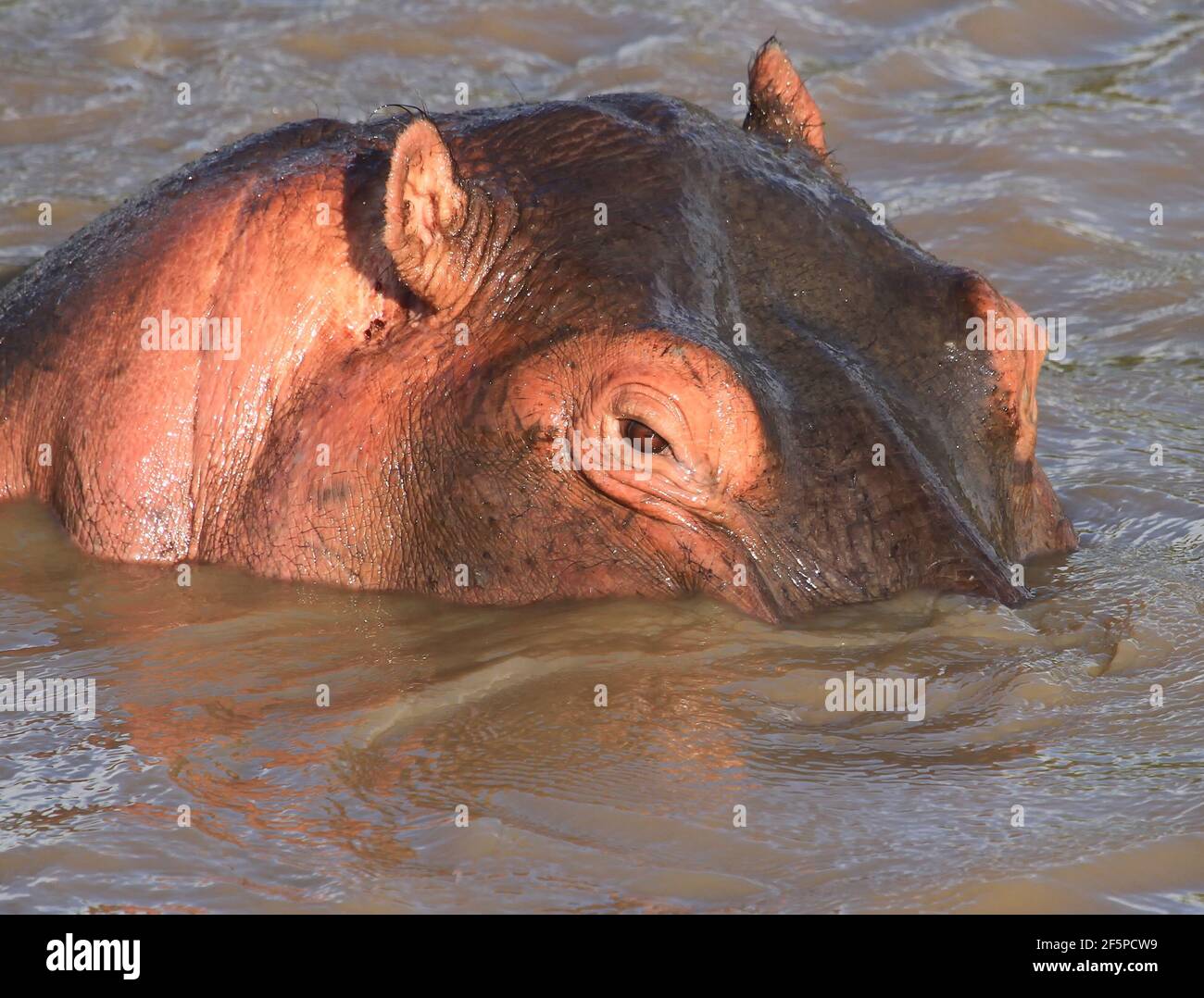 Hippo eye close hi-res stock photography and images - Alamy