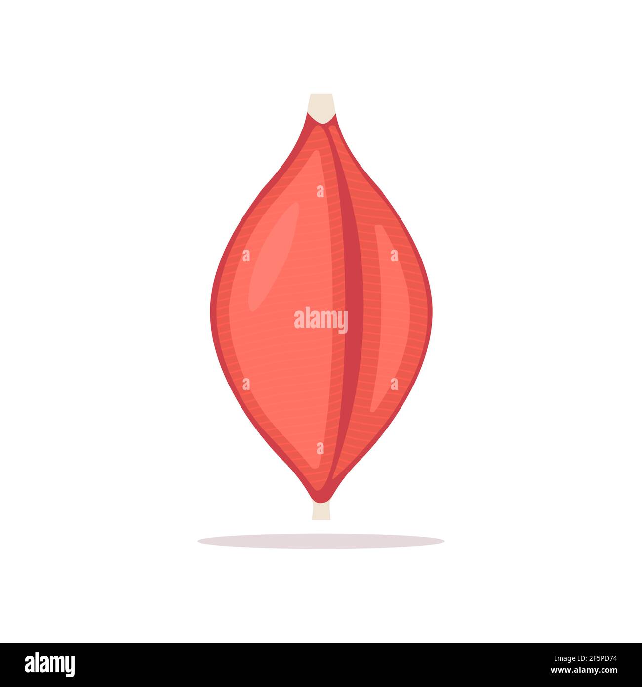 Human muscle tissue flat icon. Vector muscle anatomy isolated icon ...