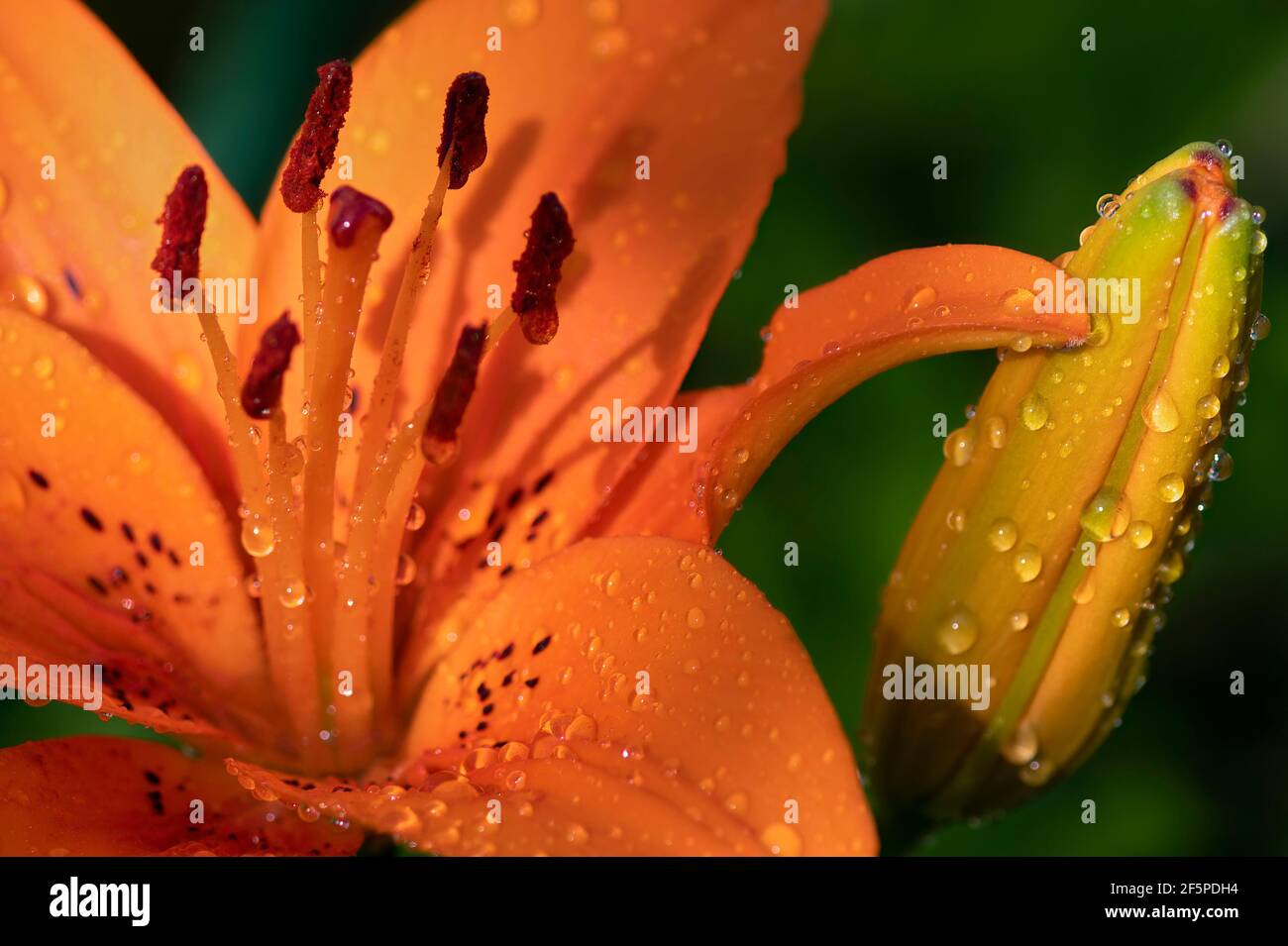 Lilium bulbiferum botanic hi-res stock photography and images - Alamy