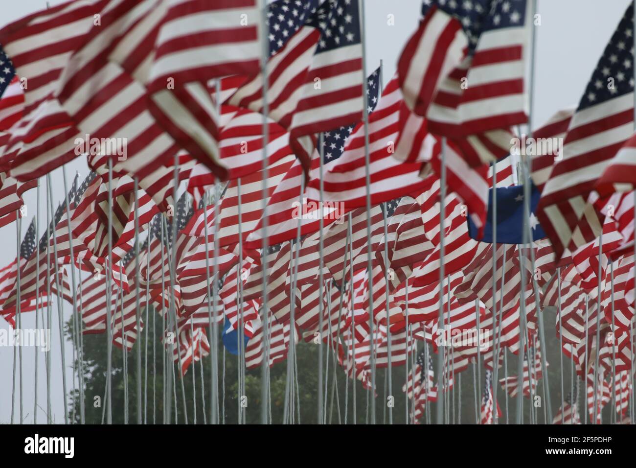 Forest of US Flags Stock Photo - Alamy