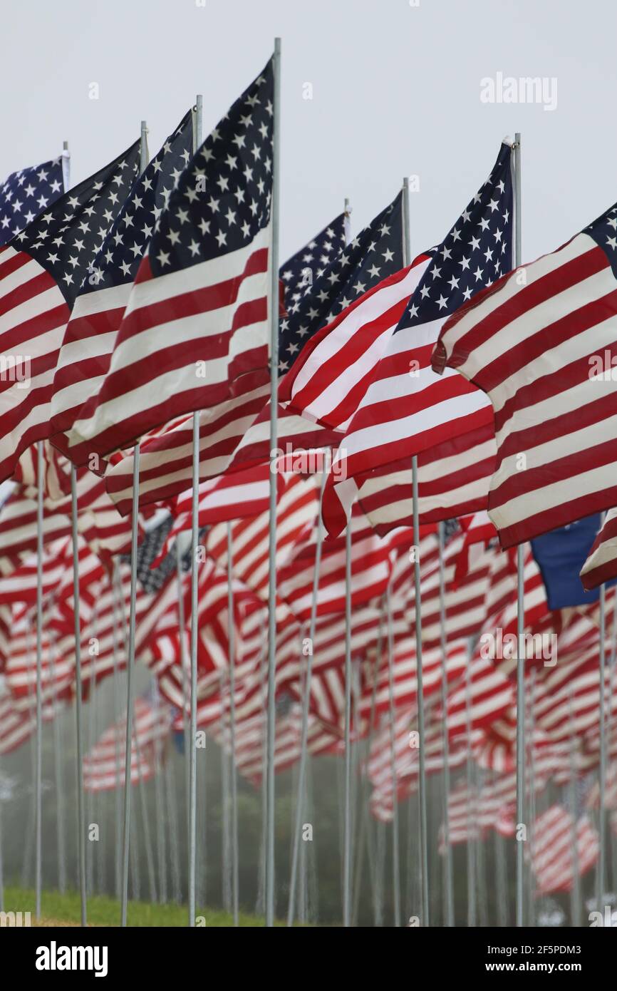 Forest of US Flags Stock Photo - Alamy