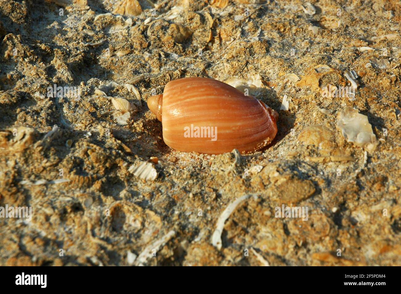 Conch fossilized hi-res stock photography and images - Alamy