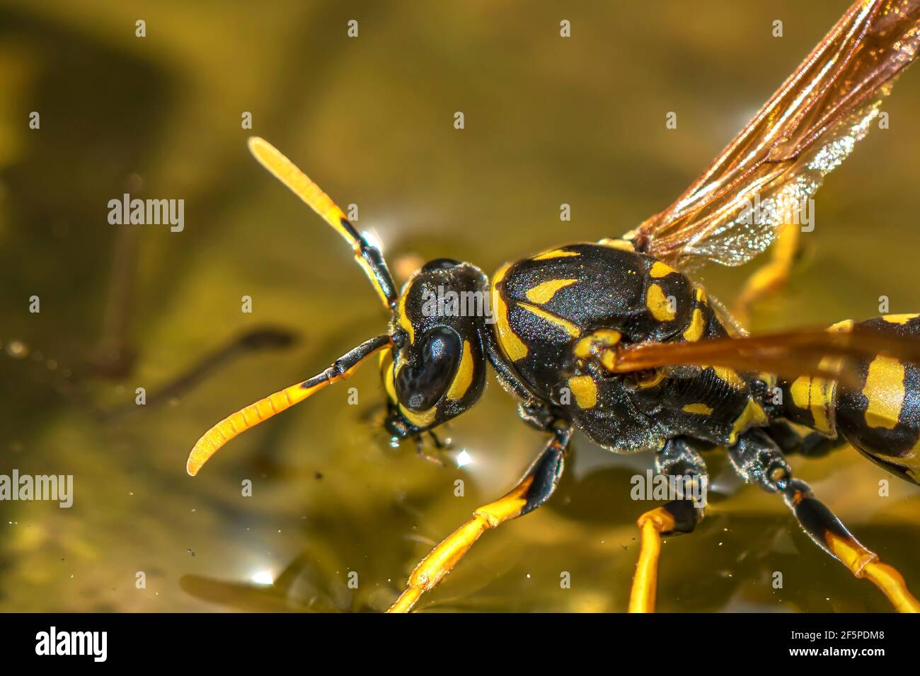 Very hot temperature insect hi-res stock photography and images - Alamy