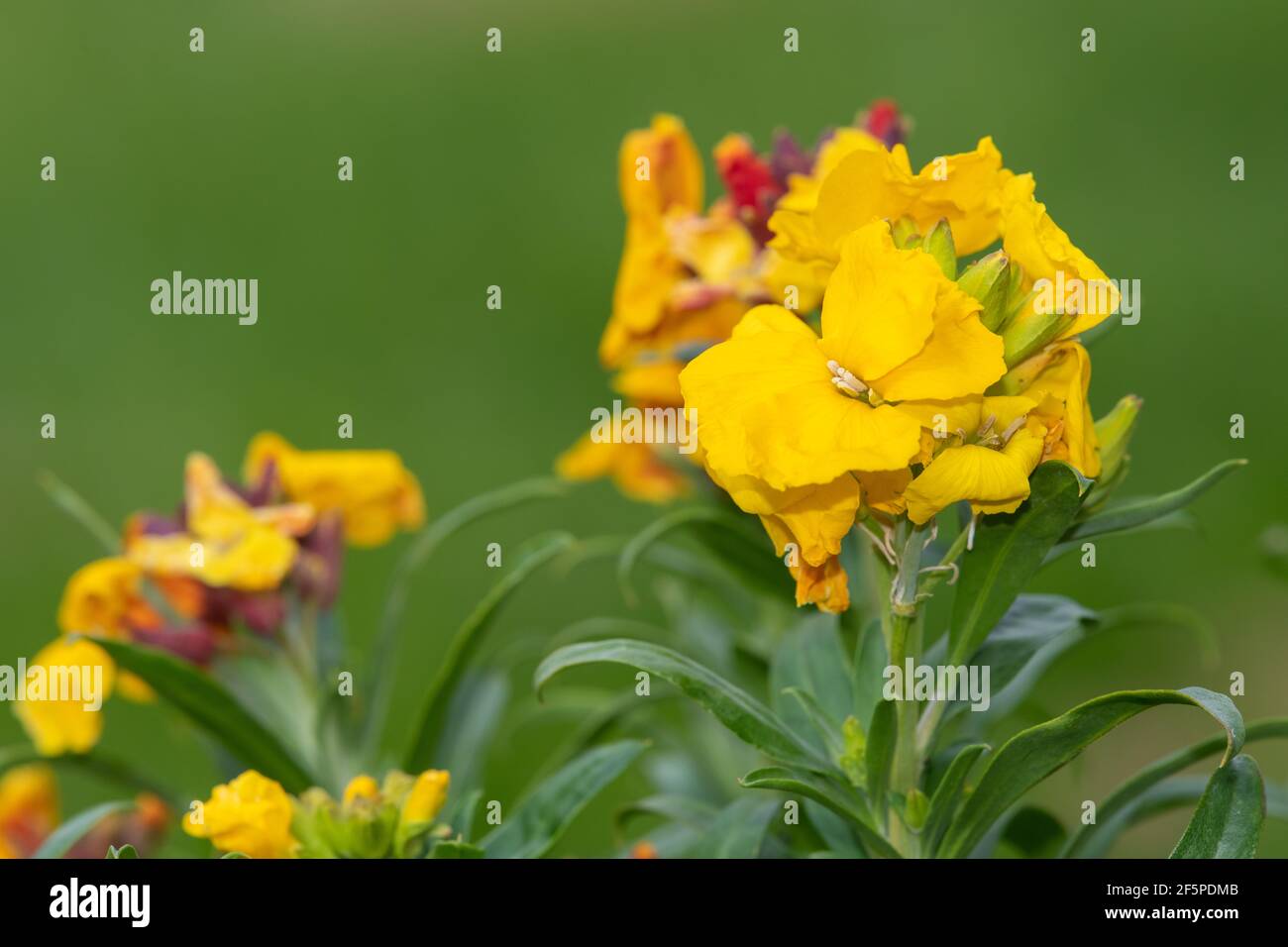 Close up of a yellow wallflower (erysimum cheiri) in bloom Stock Photo ...