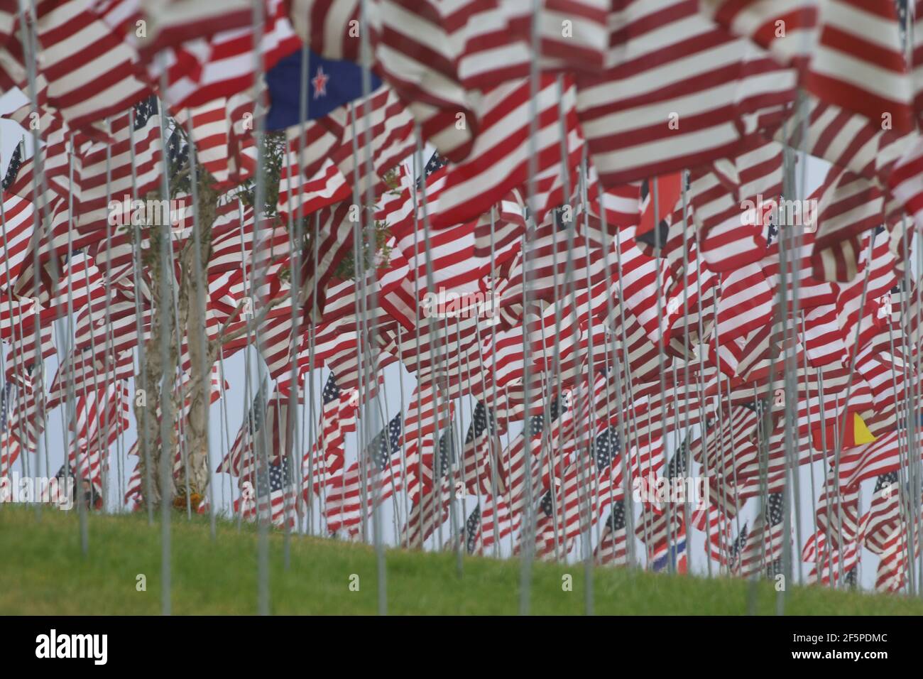 Forest of US Flags Stock Photo - Alamy