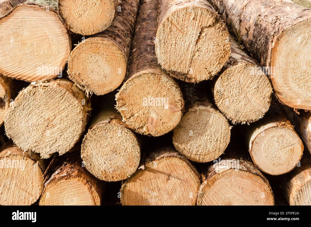 Growth wood hi-res stock photography and images - Alamy