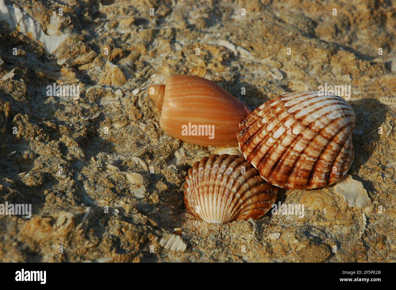 Few different shells such as cockleshells and alphabet cone displayed ...