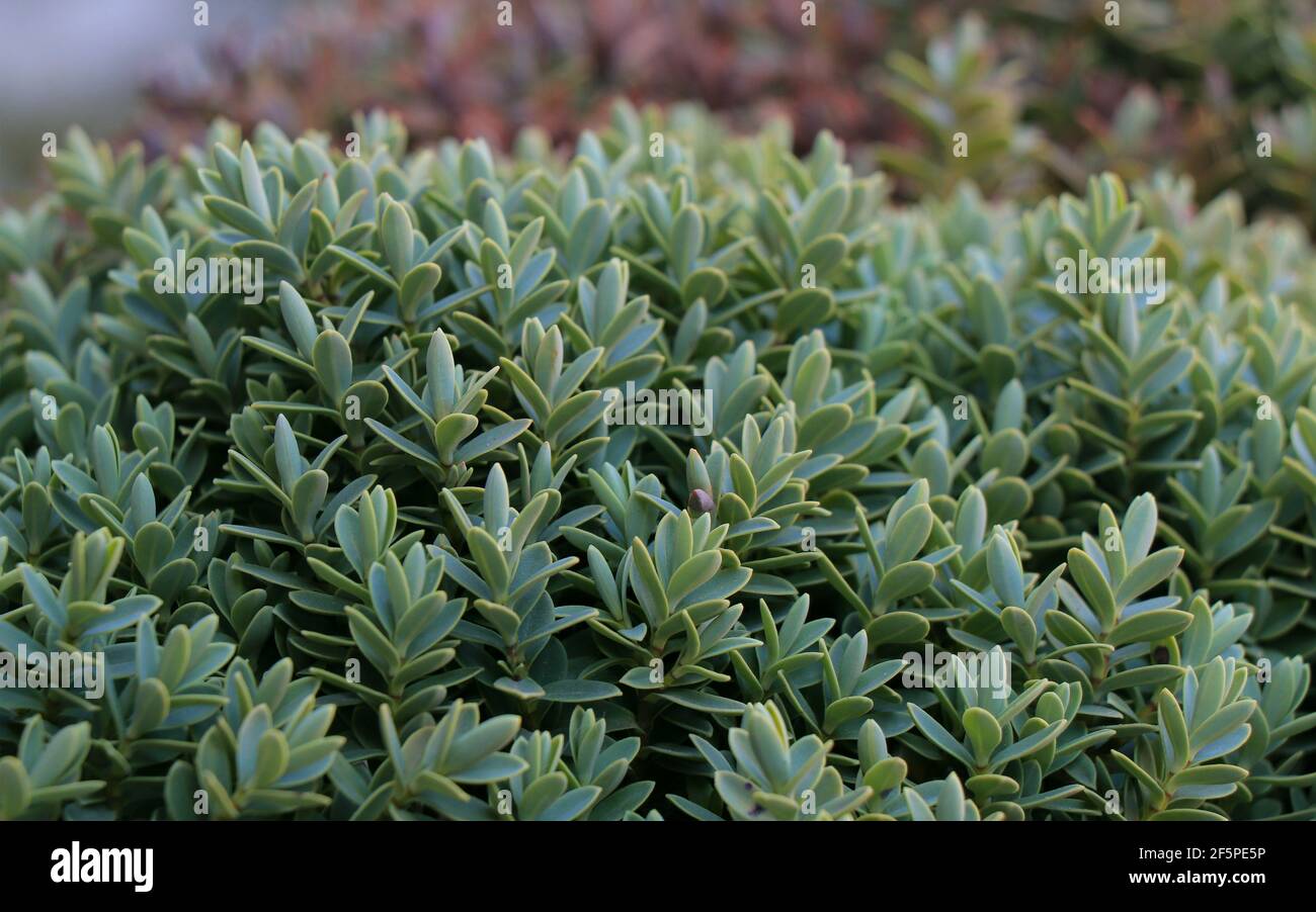 Hebe an evergreen plant with pale, fine leaves. Callitrichaceae ...