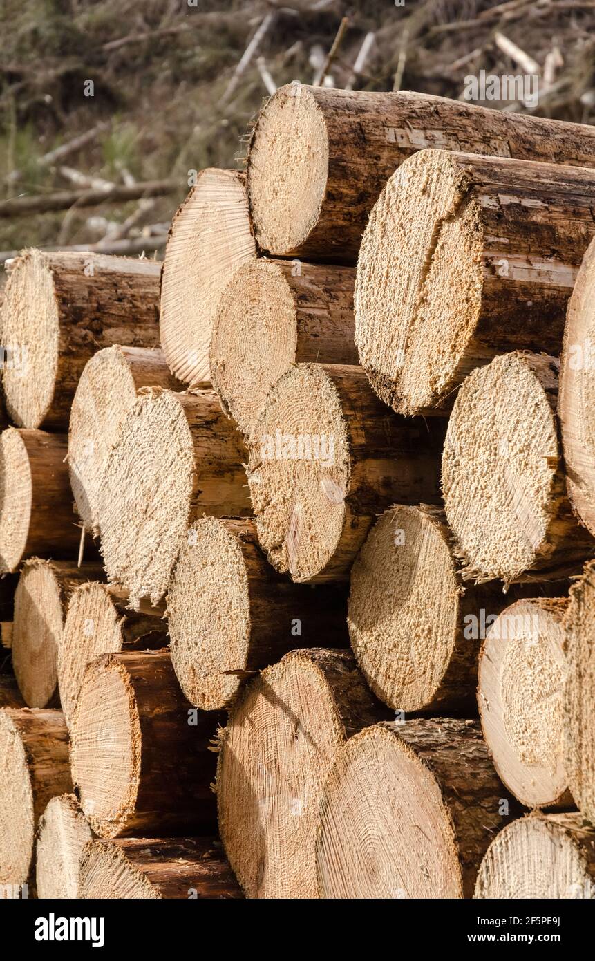 Cross-section growth rings of felled trees at a lumberyard, many log ...