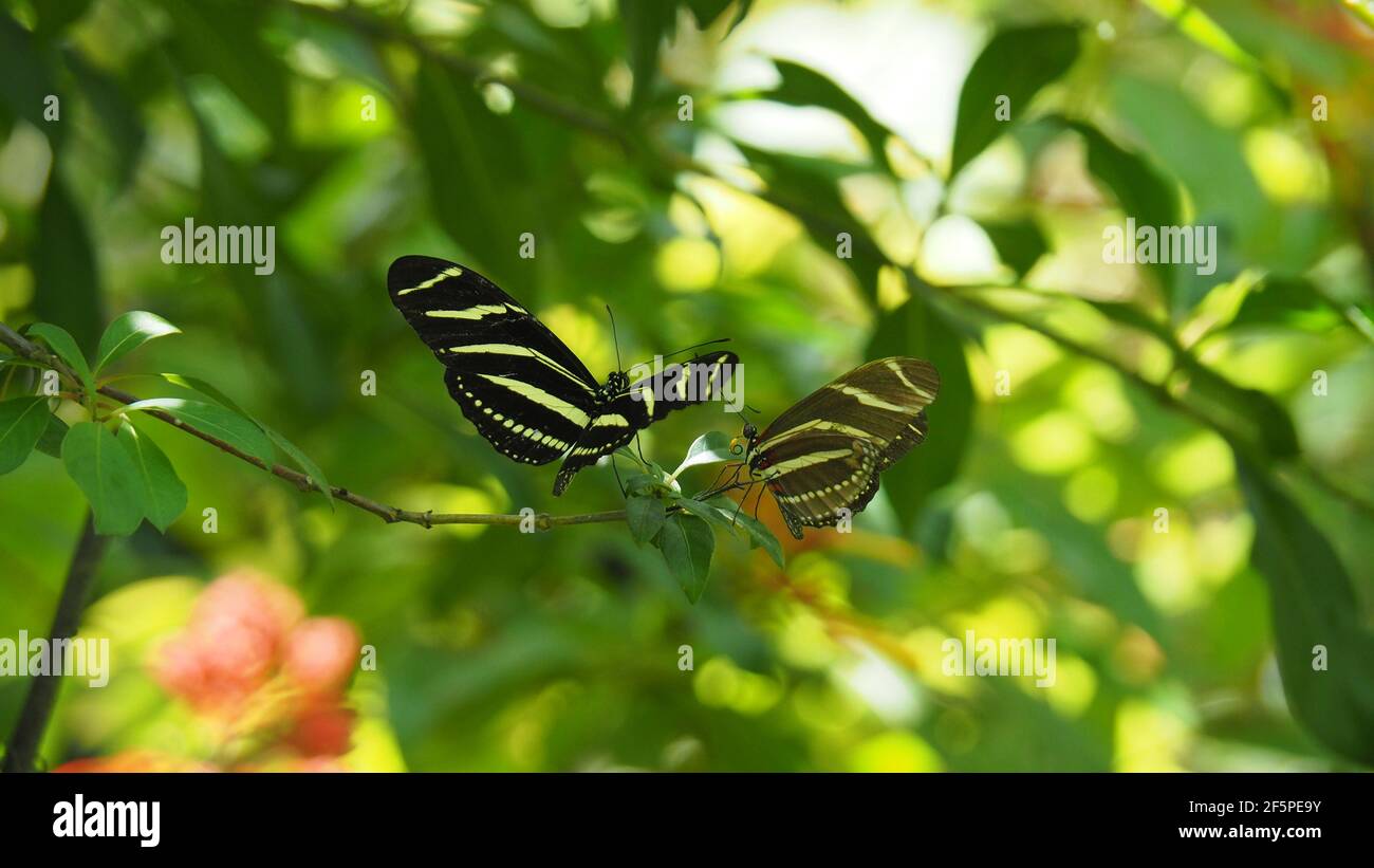 Butterfly dance hi-res stock photography and images - Alamy