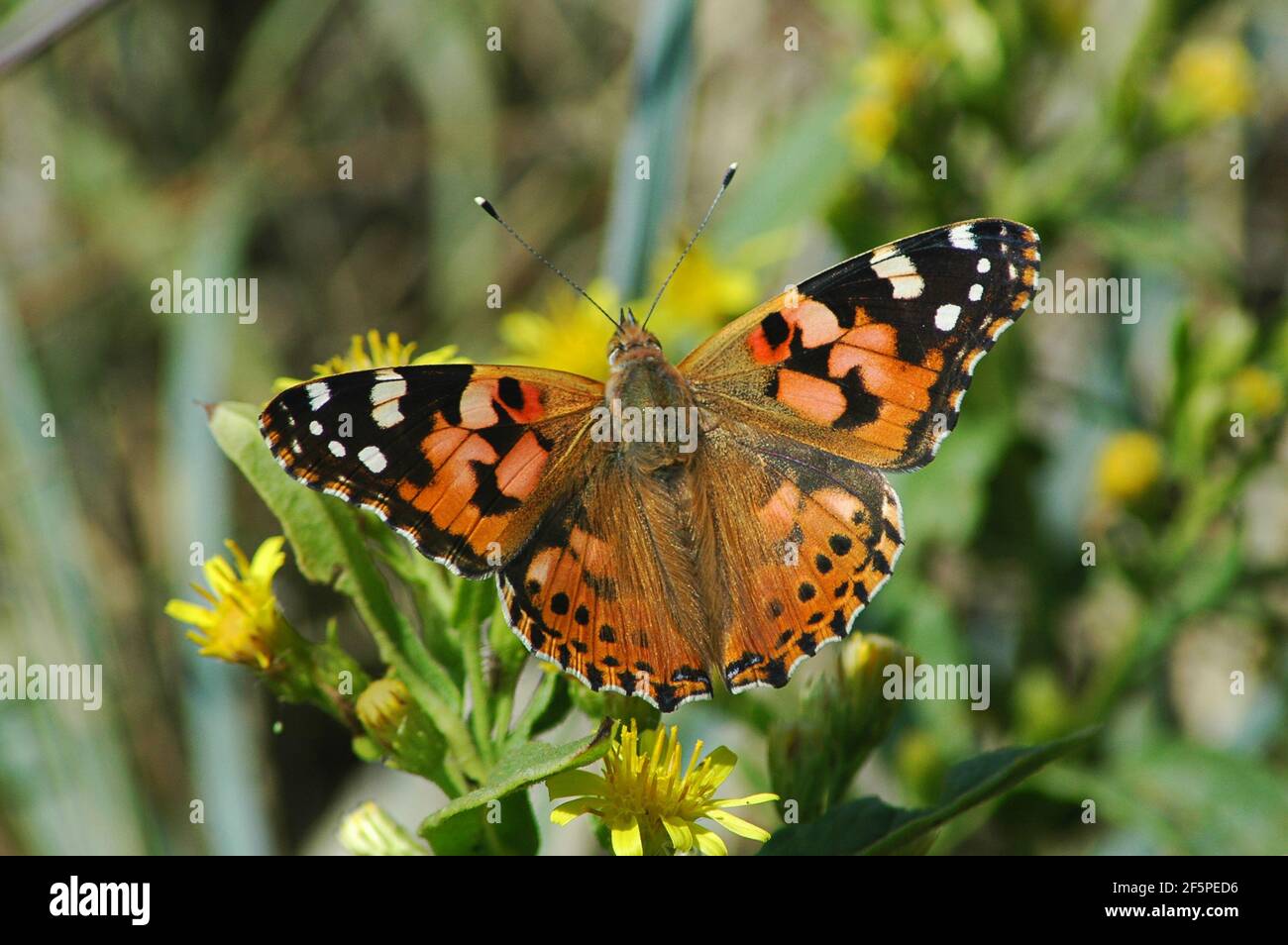 Painted lady or Vanessa cardui butterfly, a long-distance migrant ...