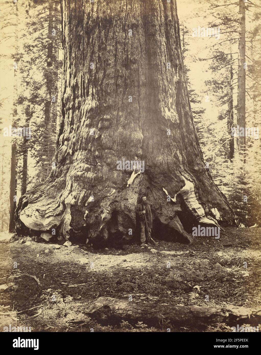 Section of the Grizzly Giant. Carleton Watkins (American, 1829 - 1916 ...