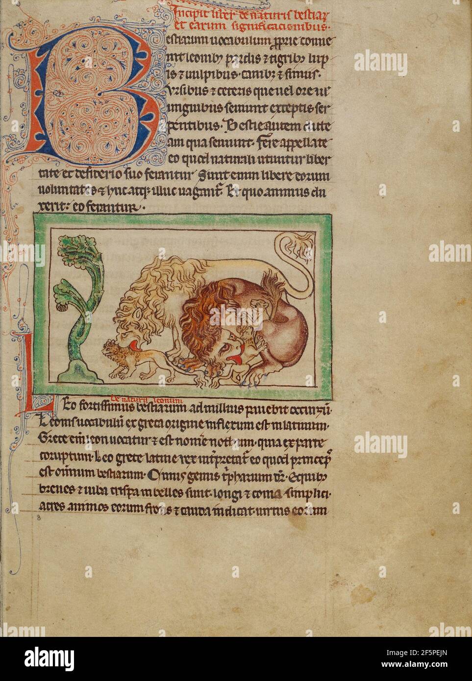 Northumberland bestiary hi-res stock photography and images - Alamy