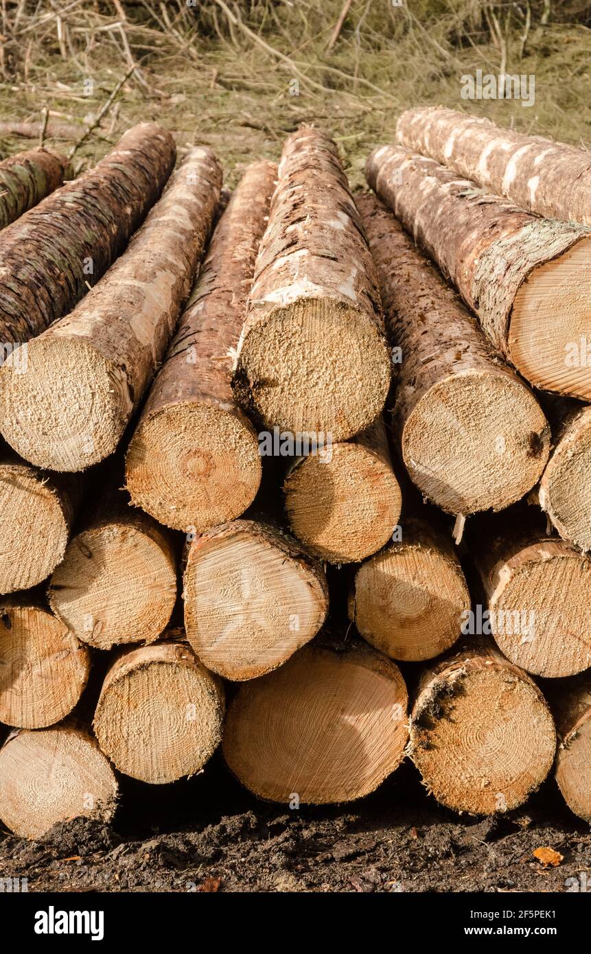 Growth wood hi-res stock photography and images - Alamy