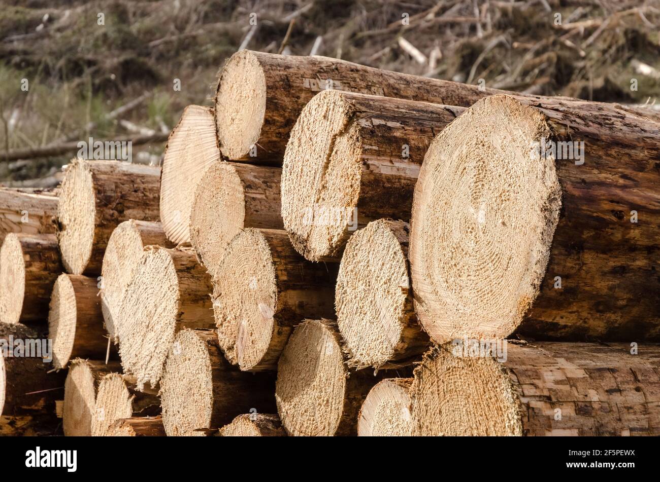 Growth wood hi-res stock photography and images - Alamy