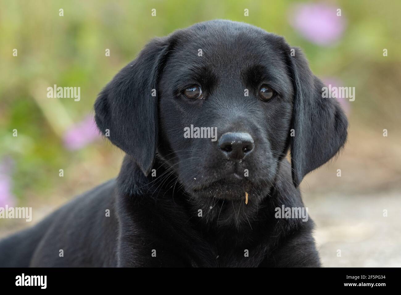 Cute portrait of an 8 week old black Labrador puppy Stock Photo - Alamy