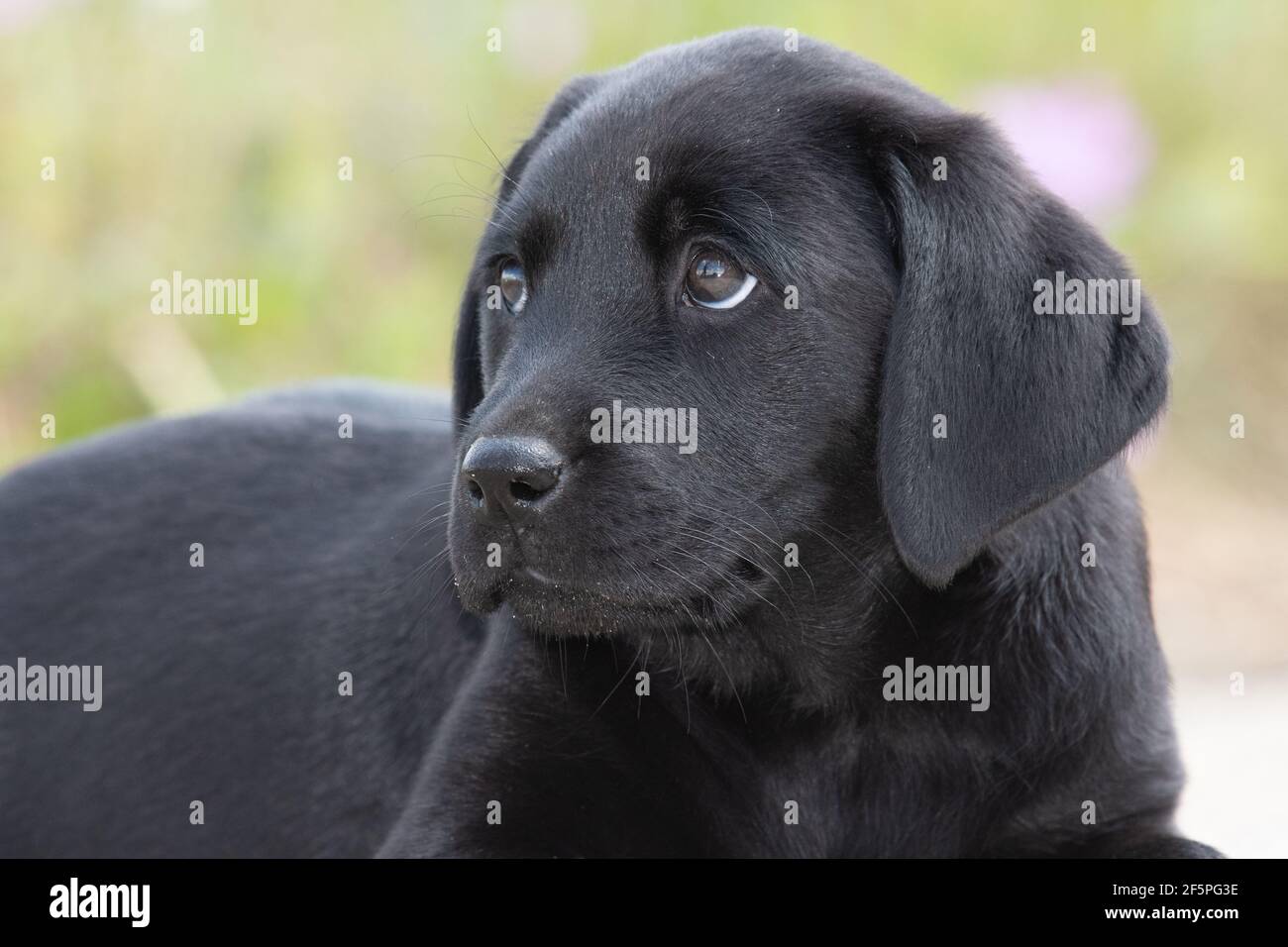 Cute portrait of an 8 week old black Labrador puppy Stock Photo - Alamy