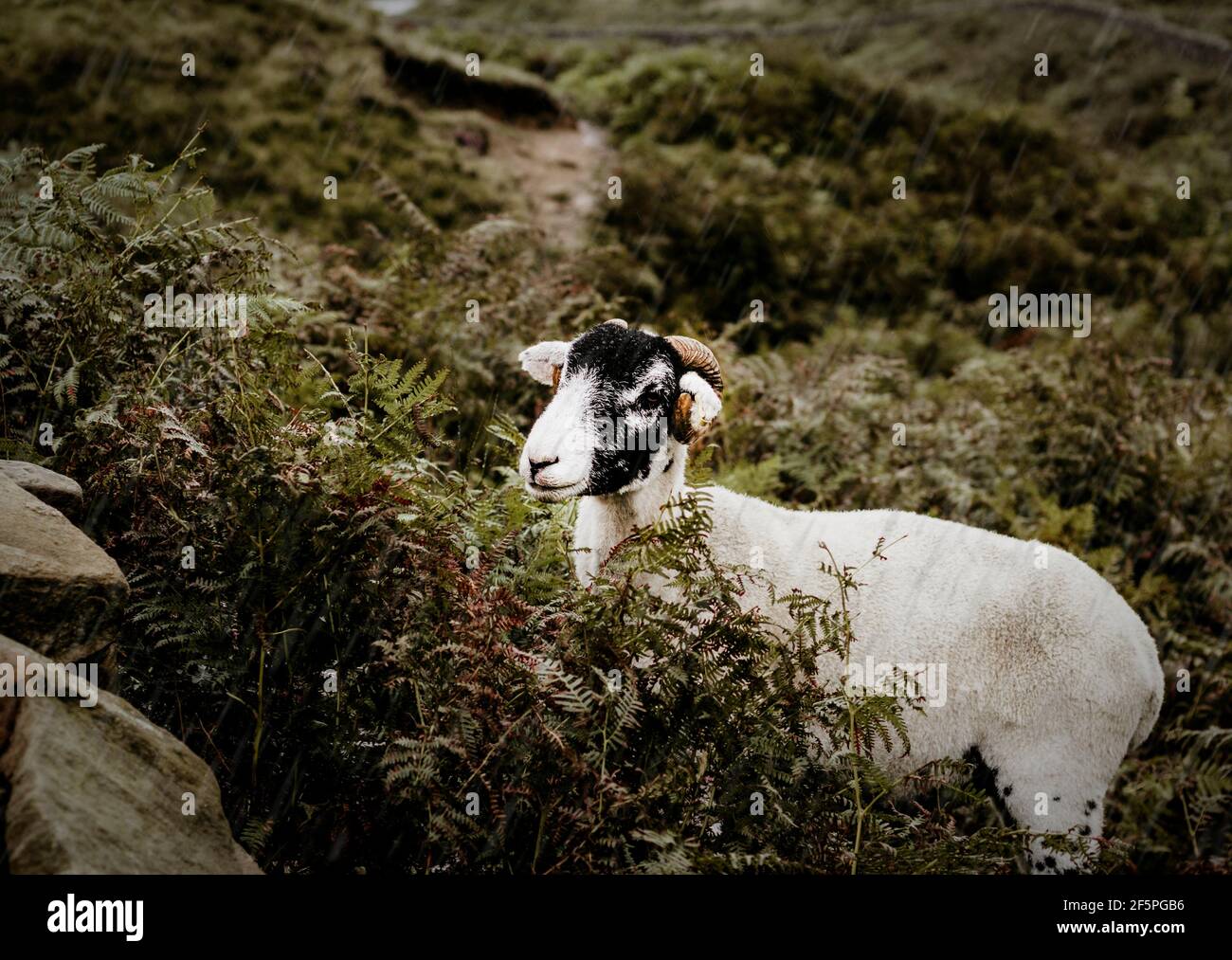 Farm animal peak district hi-res stock photography and images - Alamy