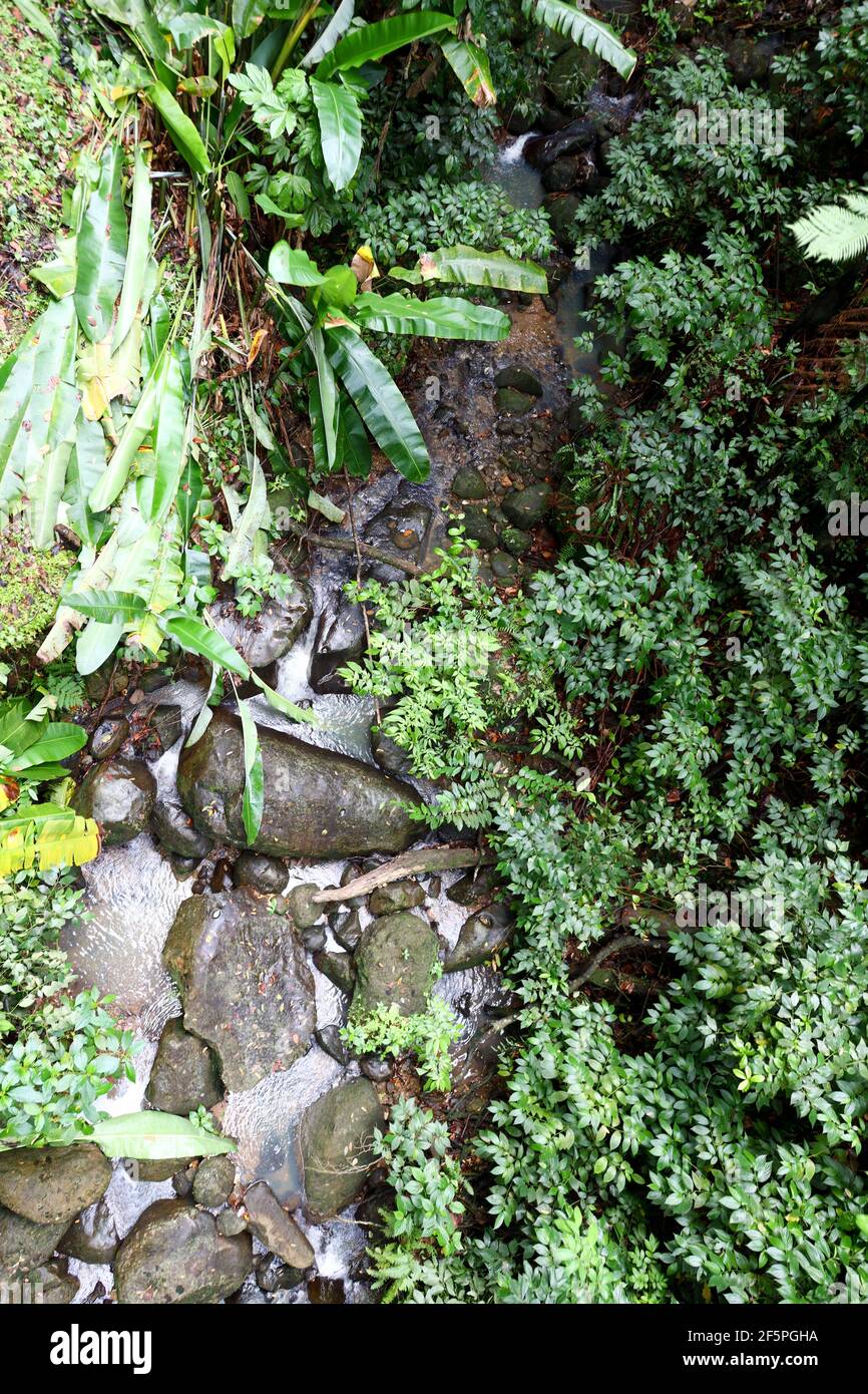 Overhead view of a forest stream from a gondola over the Babonneau ...