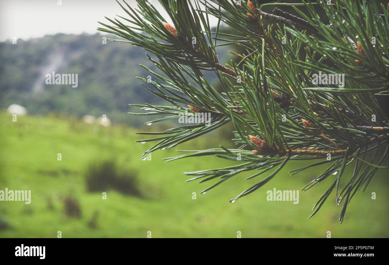 Camera and fir tree branch hi-res stock photography and images - Alamy