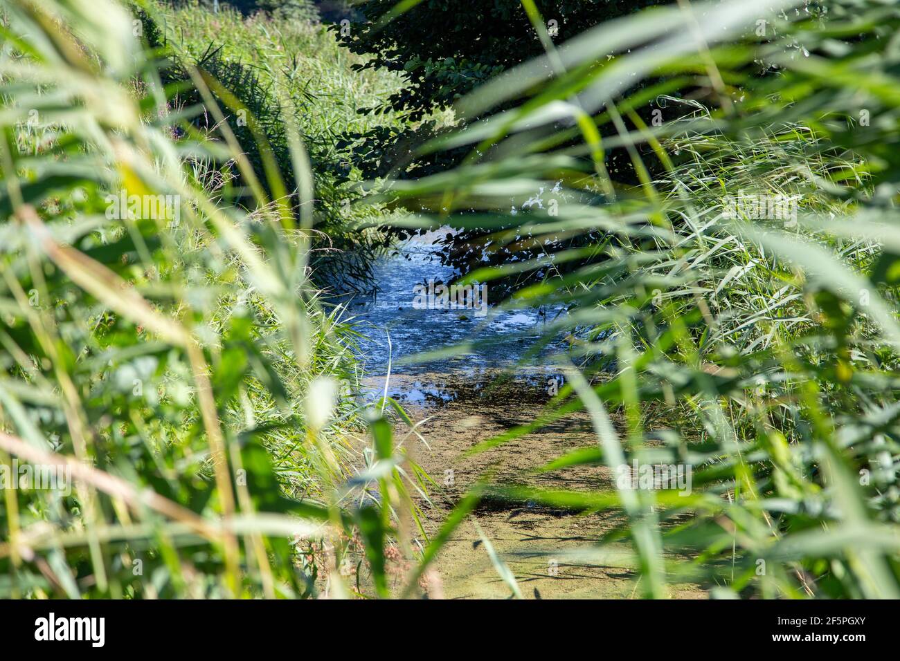 River surrounded by greenery hi-res stock photography and images - Alamy