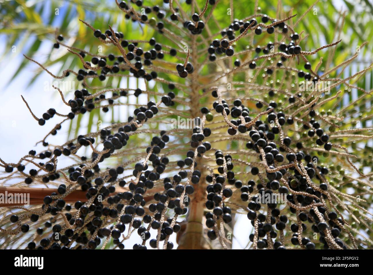 salvador, bahia, brazil - february 15, 2021: plantation of acai palms ...