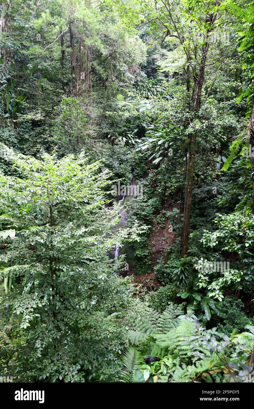 Interior of the Babonneau Rainforest on the Caribbean Island of St ...