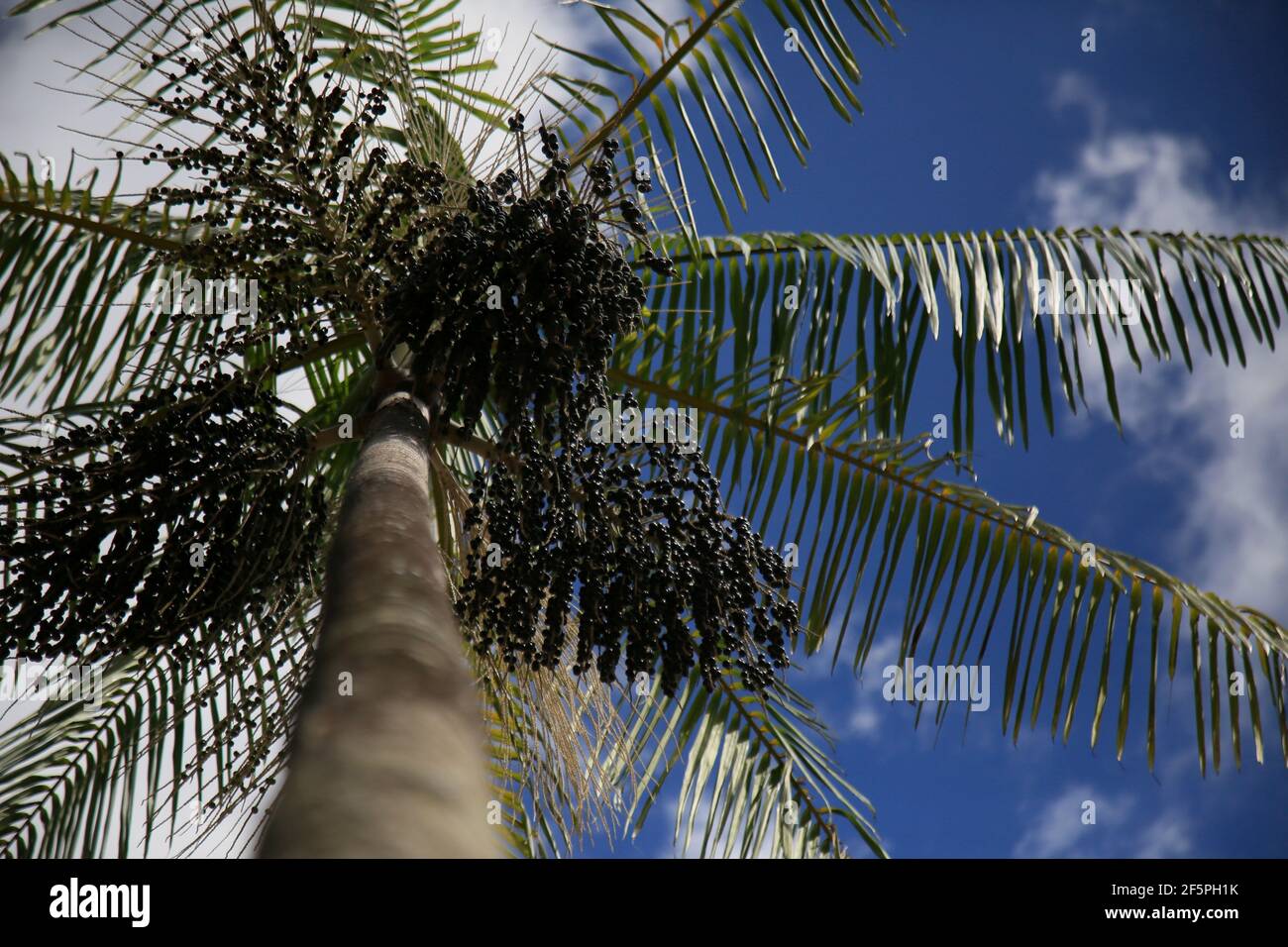 salvador, bahia, brazil - february 15, 2021: plantation of acai palms ...
