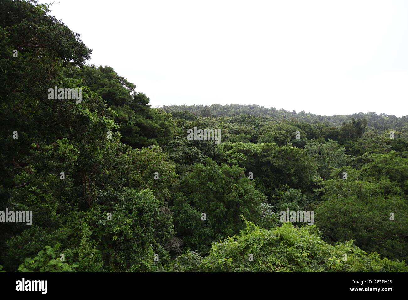 Canopy of babonneau rainforest hi-res stock photography and images - Alamy
