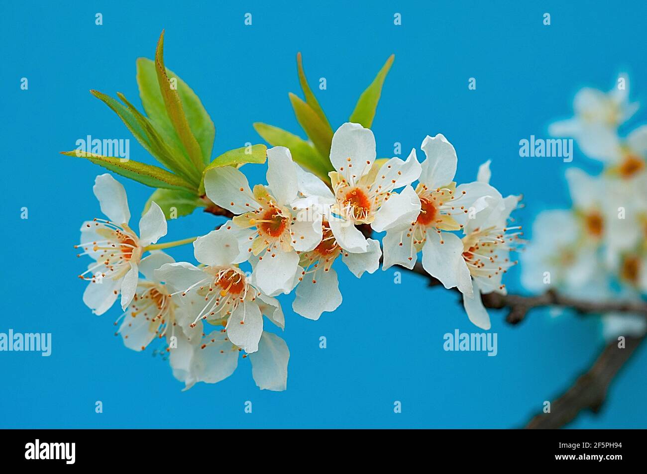 Cherry flower bloom in light blue background Stock Photo - Alamy