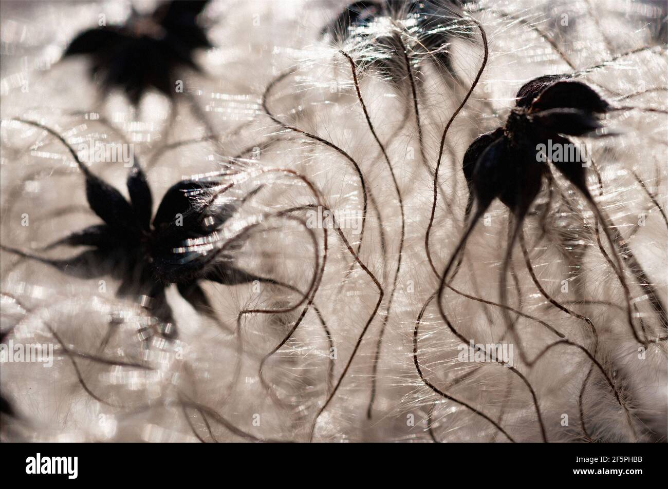 Flying seeds hi-res stock photography and images - Alamy