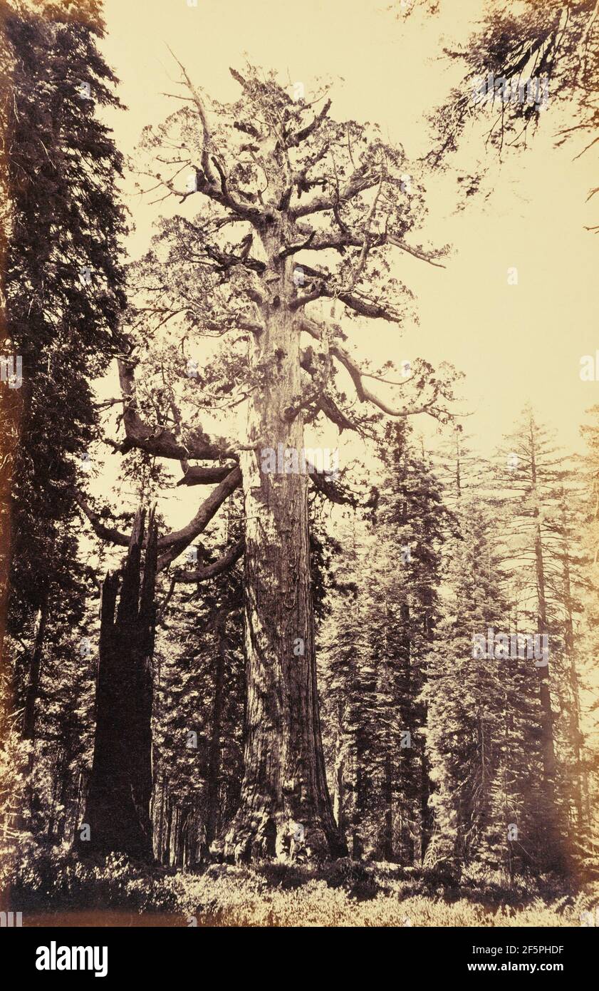 The Grizzly Giant Mariposa Grove.. Carleton Watkins (American, 1829 ...