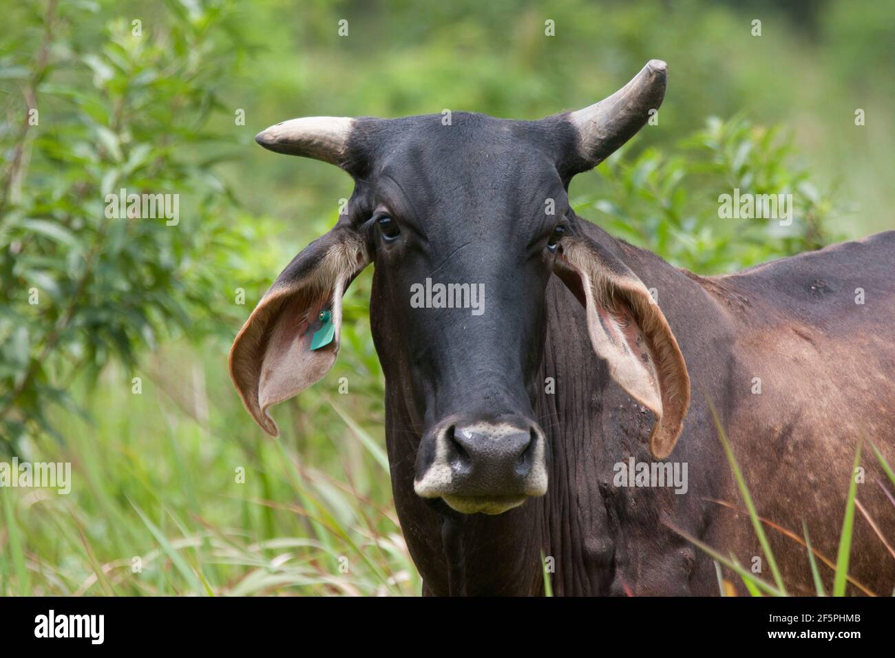 Brahmin Cow, Portrait of single adult. Atlantic Rainforest, Rio de ...