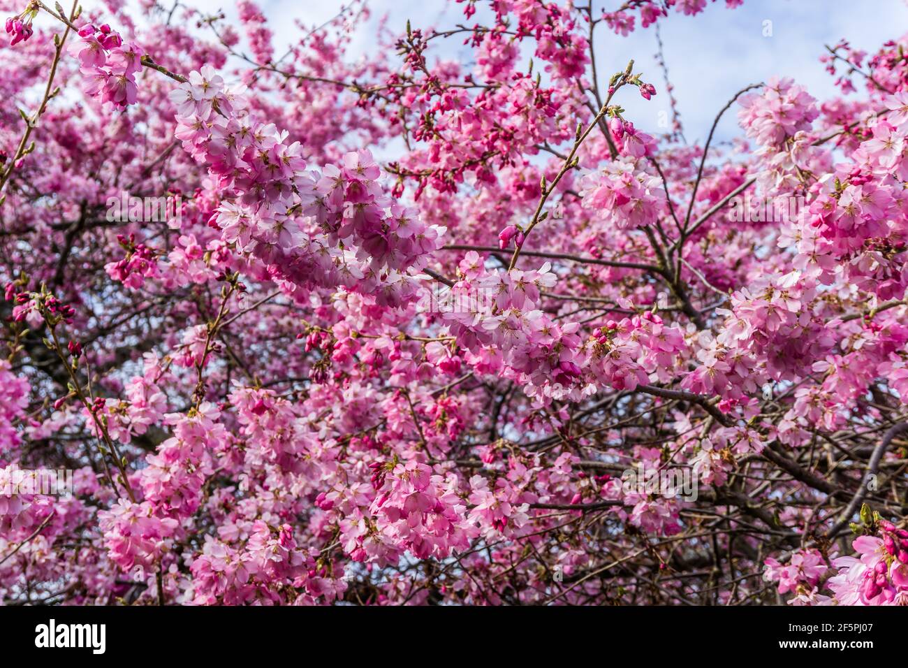 A background shot of rich pink cherry blossoms Stock Photo - Alamy