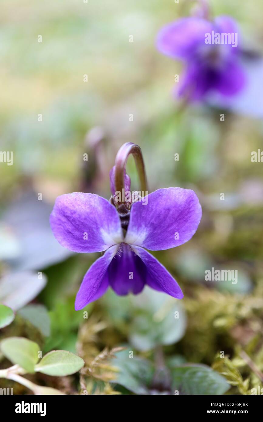 Blue violets in close hi-res stock photography and images - Alamy