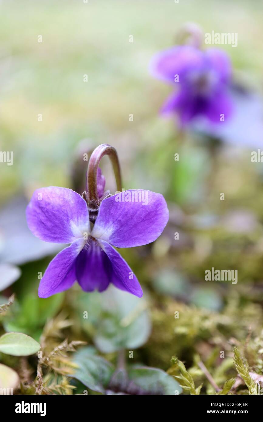 Wild flower flowers floral hi-res stock photography and images - Alamy