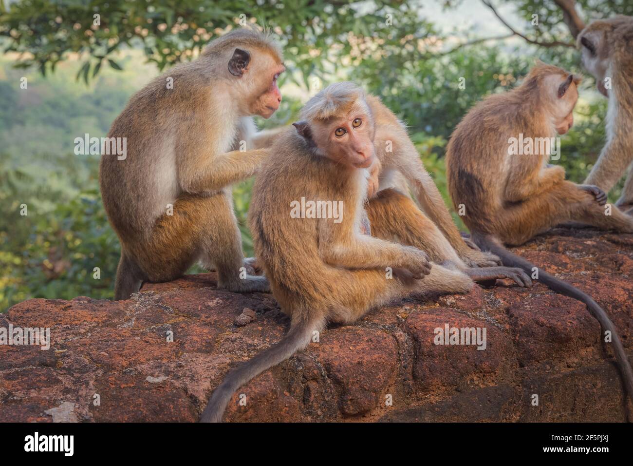 Old world monkey species Toque macaques (Macaca sinica) social grooming ...