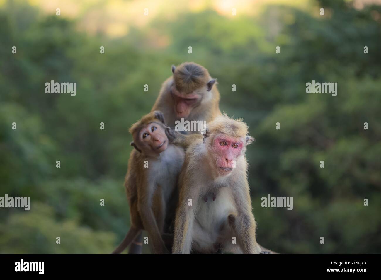 Old world monkey species Toque macaques (Macaca sinica) social grooming ...