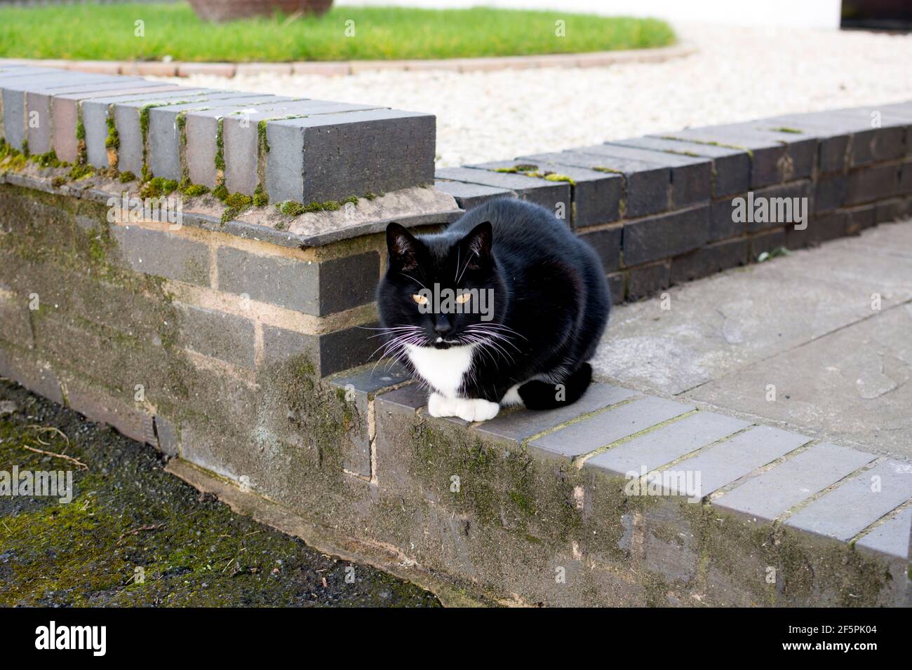 A black and white cat sat on a brick wall, Leamington Spa, UK Stock ...