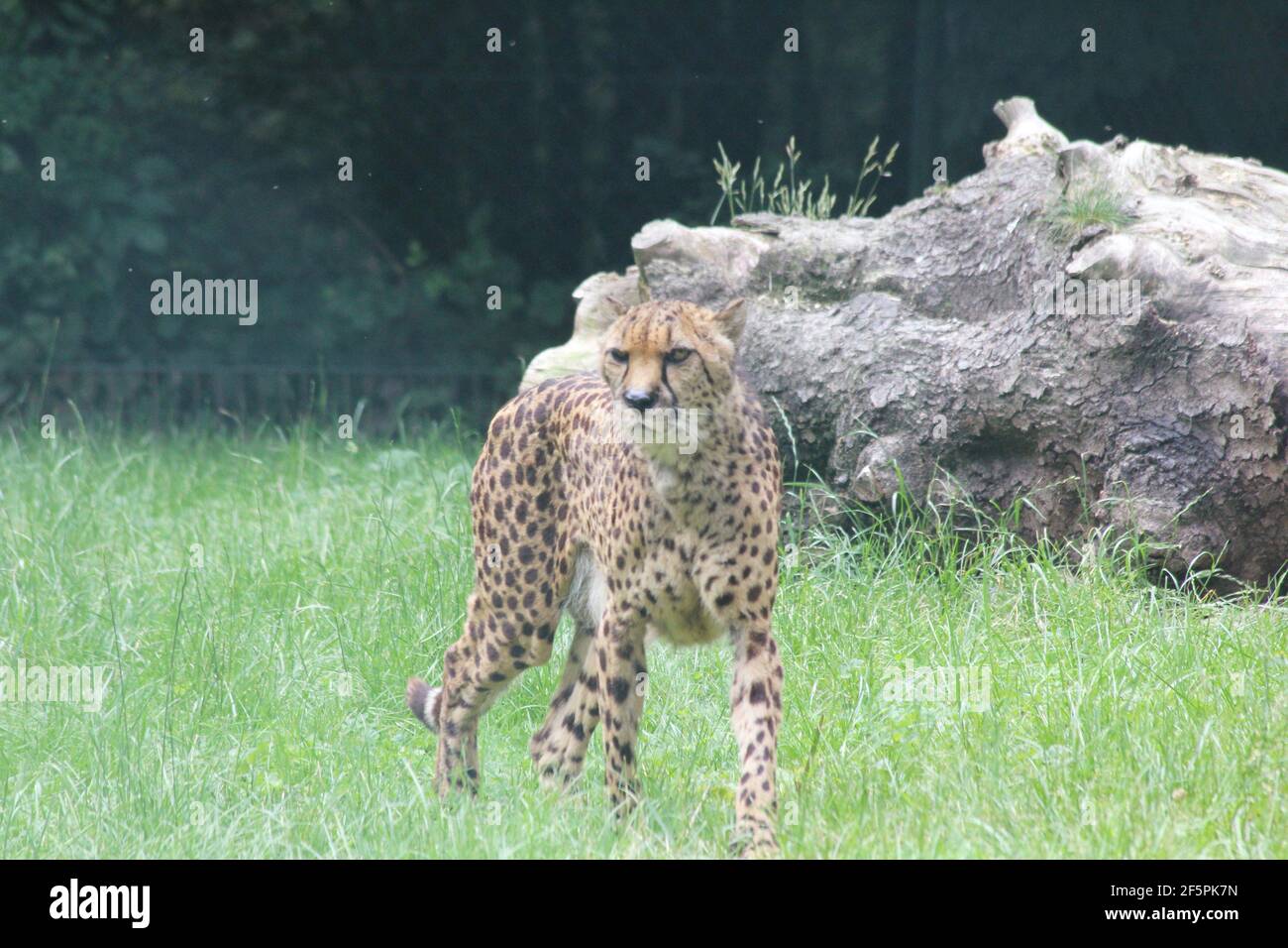 The cheetah (Acinonyx jubatus) occurring in an African wild cat Stock ...