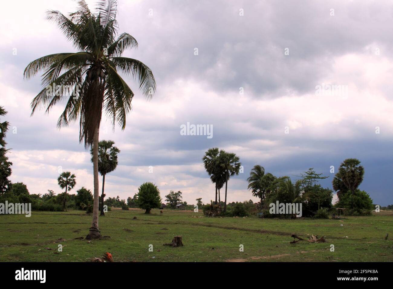 Cambodian countryside near Siem Reap Stock Photo - Alamy